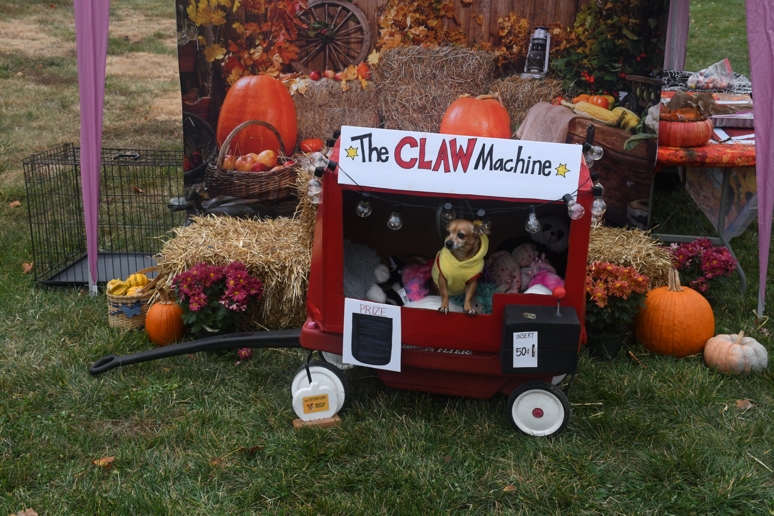 Howl-o-Ween Costume Contest brings out the dogs | Winchester Sun